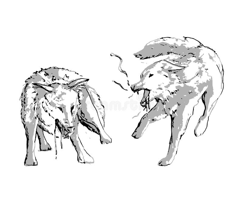 Two Wolves Stock Illustrations – 160 Two Wolves Stock Illustrations ...