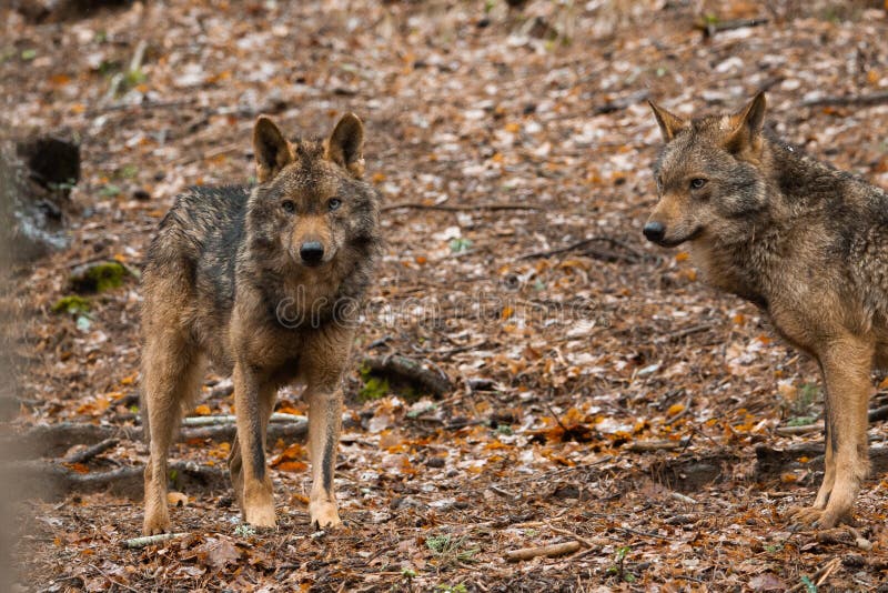 Two wolves stock image. Image of life, looking, national - 179090021