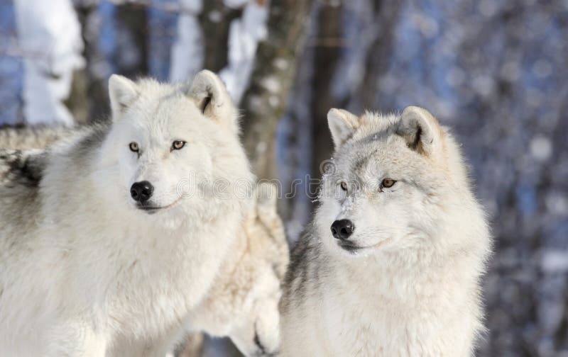 Arctic wolves stock image. Image of power, beauty, nature - 49334597