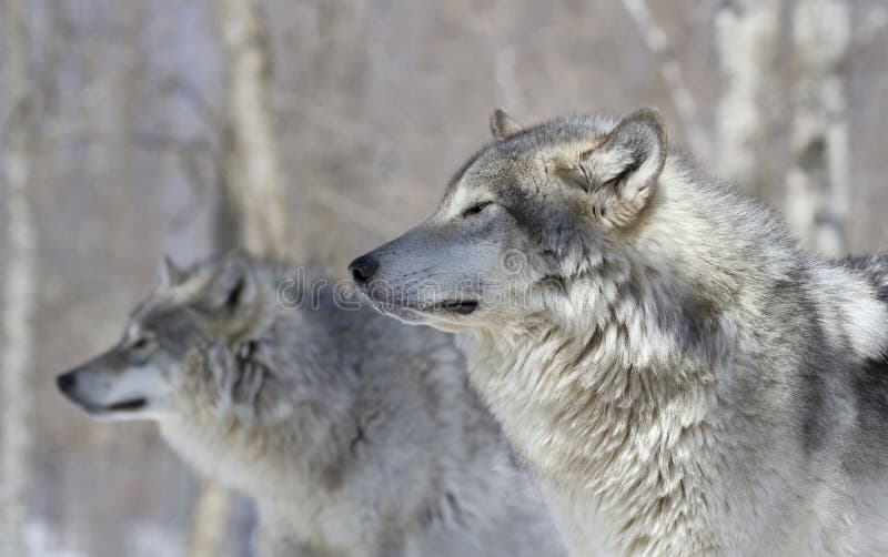 Two wolves in forest stock image. Image of beauty, gray - 53024953
