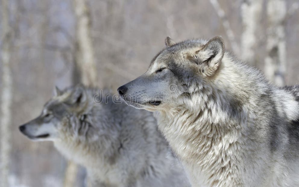 Two wolves in forest stock image. Image of beauty, gray - 53024953