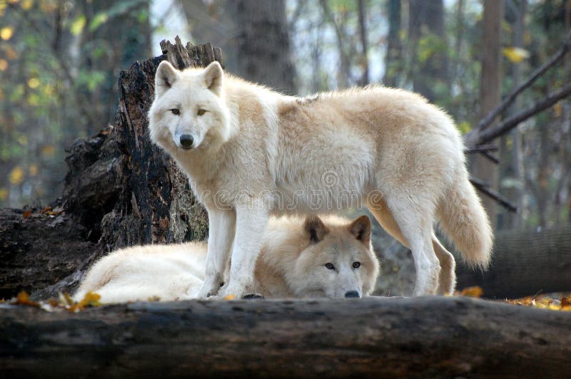 Two wolves in the forest stock photo. Image of wolf, wildlife - 69847720