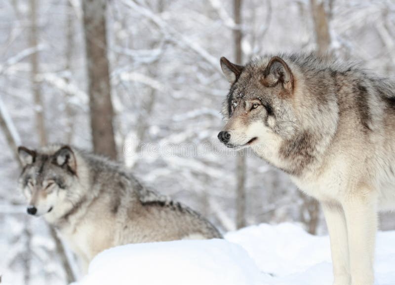 Two wolves stock image. Image of mammal, nature, animal - 36531237