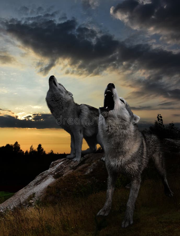 Two Wolves Howling Against the Sunset Stock Photo - Image of sunset ...