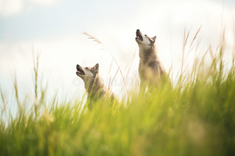 Two Wolves Howling in Grassy Meadow Stock Photo - Image of generated ...