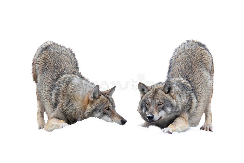 Two Wolves Isolated on White Background Stock Photo - Image of lupus ...