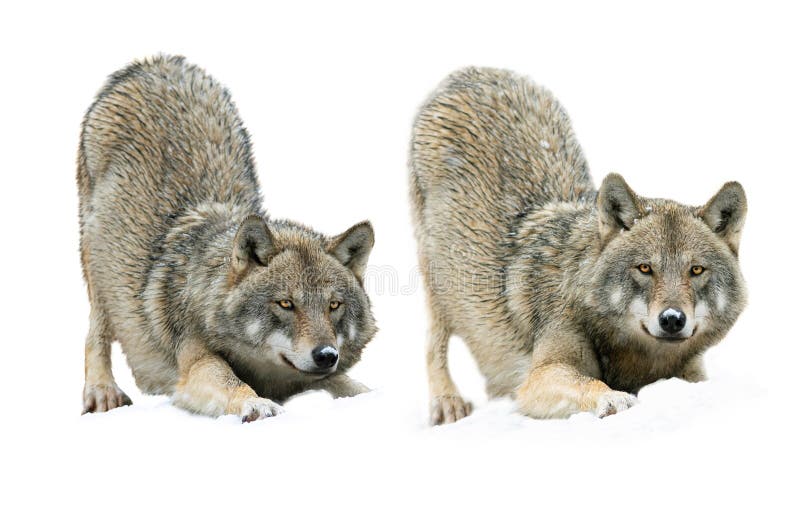 Two Wolves Isolated on White Background Stock Photo - Image of lupus ...