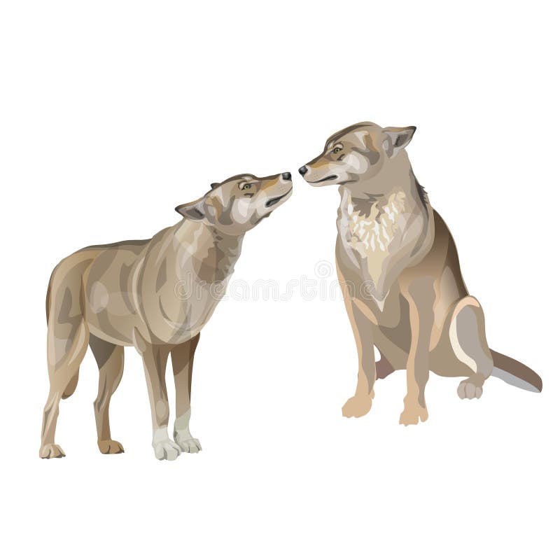 Wolves Male Stock Illustrations – 121 Wolves Male Stock Illustrations ...