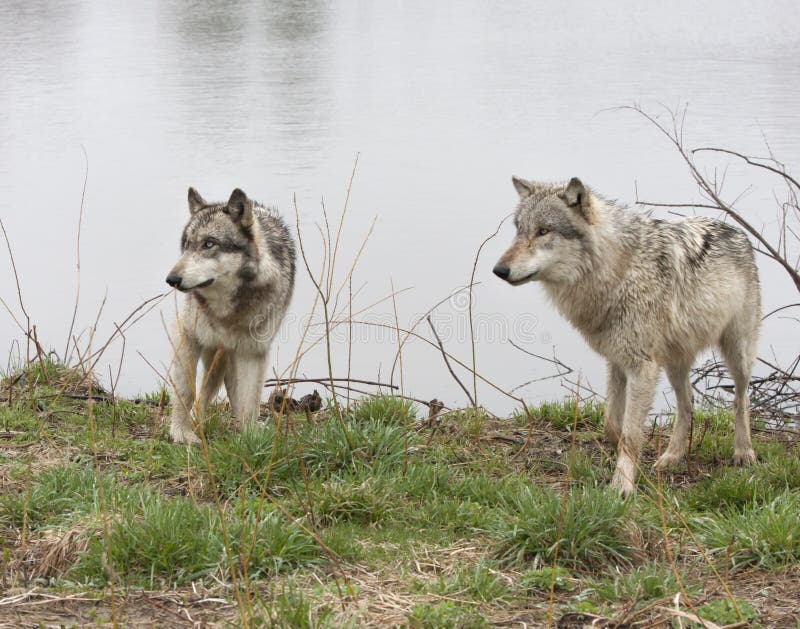 Two Wolves by a Lake stock image. Image of lupus, gray - 79809007