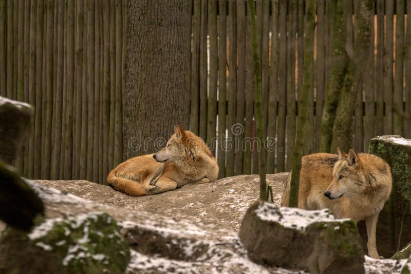 Two Wolves Laying Arround and Looking Stock Photo - Image of europe ...