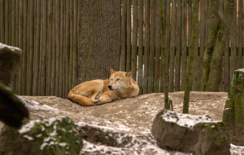 Two Wolves Laying Arround and Looking Stock Image - Image of captive ...