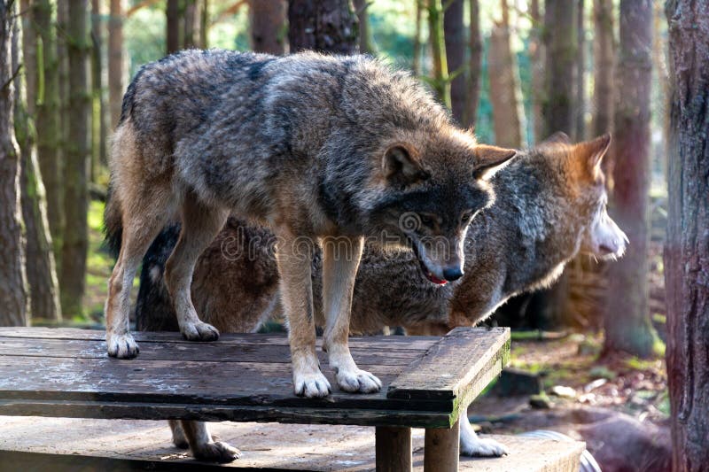 A Couple of Wolf Standing on Top of a Table in the Woods Stock Photo ...