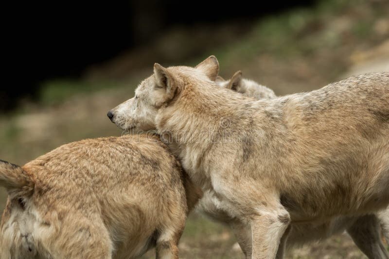 Two wolves playing stock image. Image of nature, outdoor - 103141755