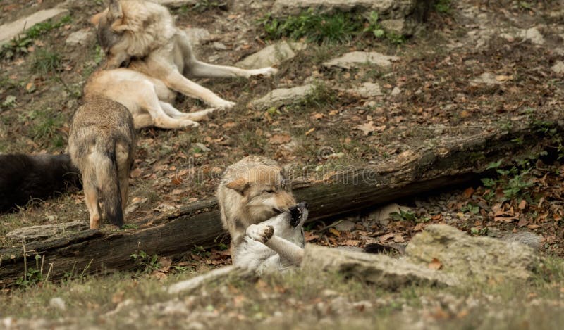 Two wolves playing stock image. Image of carnivore, attention - 103142165
