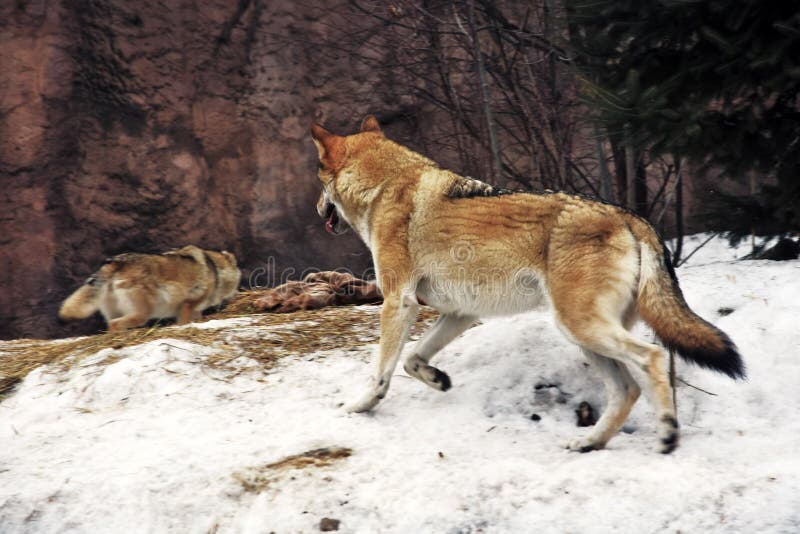 Two Wolves Playing on the Snow Stock Photo - Image of animal, eurasian ...