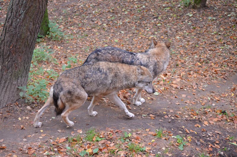 Two wolves stock image. Image of pack, alpha, mammal - 34751569