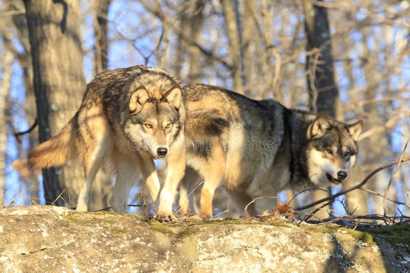 Two Wolves Stalking Towards Kill Stock Photo - Image of alpha, aspen ...
