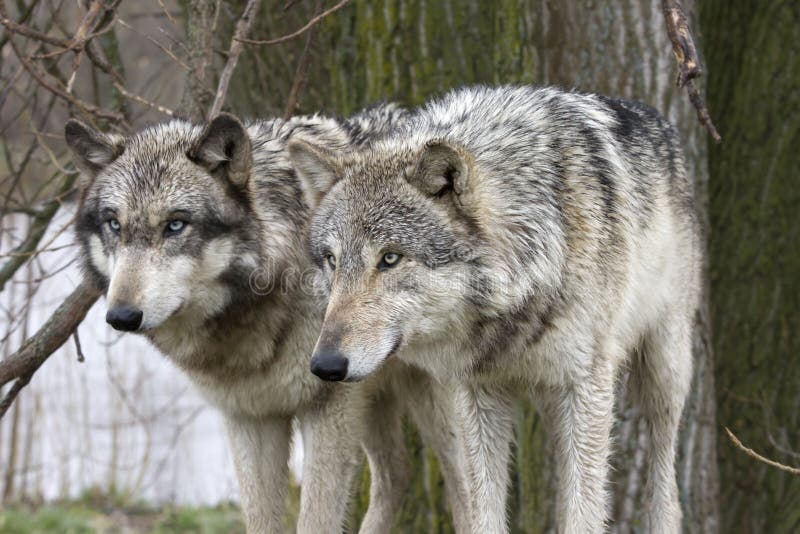 Two Wolves Fighting Alpha Stock Photos - Free & Royalty-Free Stock ...