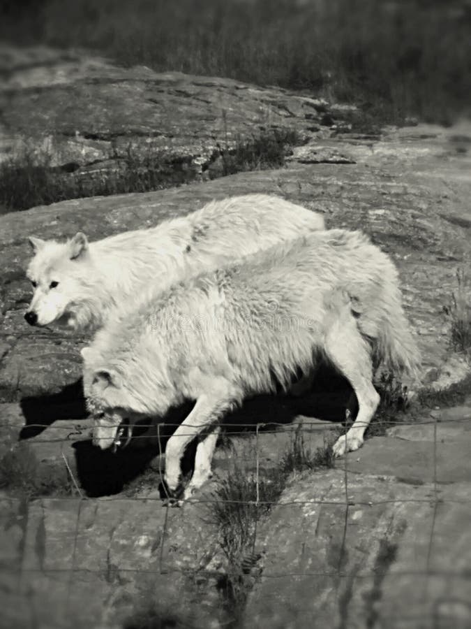 Two wolves stock photo. Image of woodlands, canine, mammals - 12829446