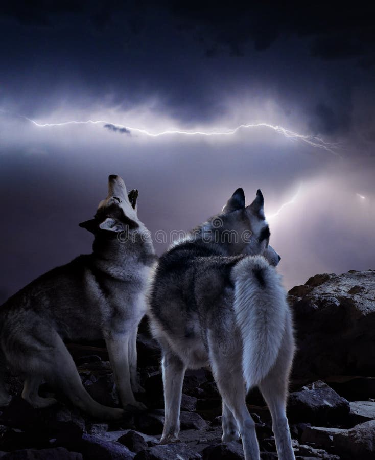 11,036 Wolves Stock Photos - Free & Royalty-Free Stock Photos from ...