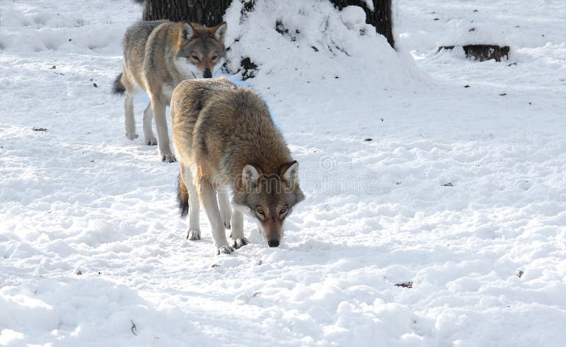 Two Wolves In The Winter In The Forest Stock Photo - Image of beauty ...