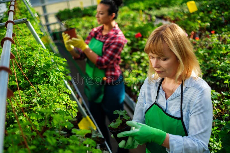 Two Women Working in a Botanical Garden Stock Photo - Image of apron ...