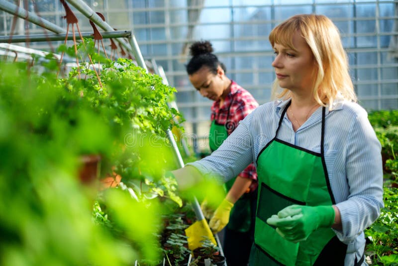 Two Women Working in a Botanical Garden Stock Image - Image of black ...