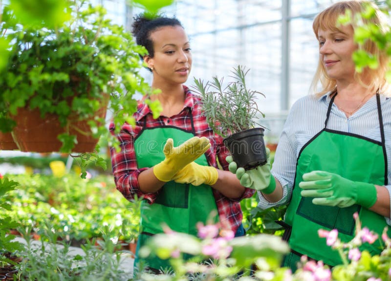 Two Women Working in a Botanical Garden Stock Photo - Image of ...