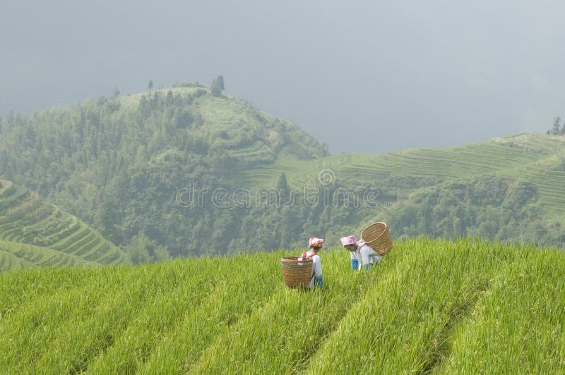Two Women Working in Rice Fields Editorial Photo - Image of terraced ...