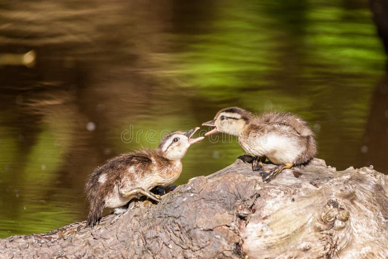 Two Wood Ducklings on Tree in the Lake Canada Stock Photo - Image of ...