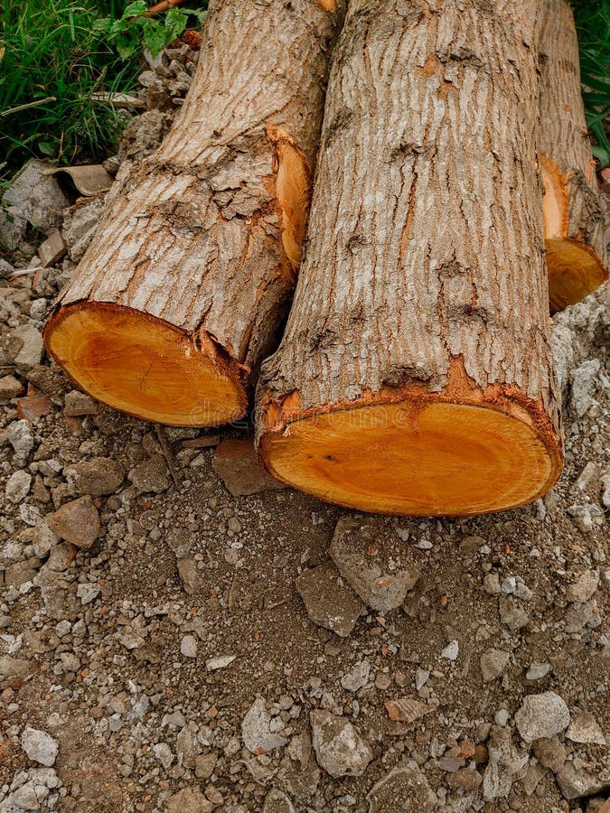 Two Wood High Quality Potrait Stock Image - Image of high, quality ...