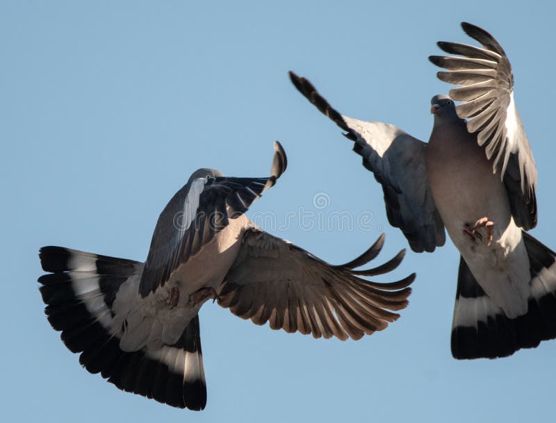 Aggressive Pigeon Stock Photos - Free & Royalty-Free Stock Photos from ...