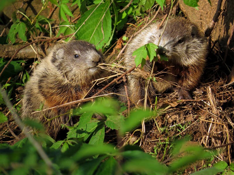 Groundhog Pups Stock Photos - Free & Royalty-Free Stock Photos from ...