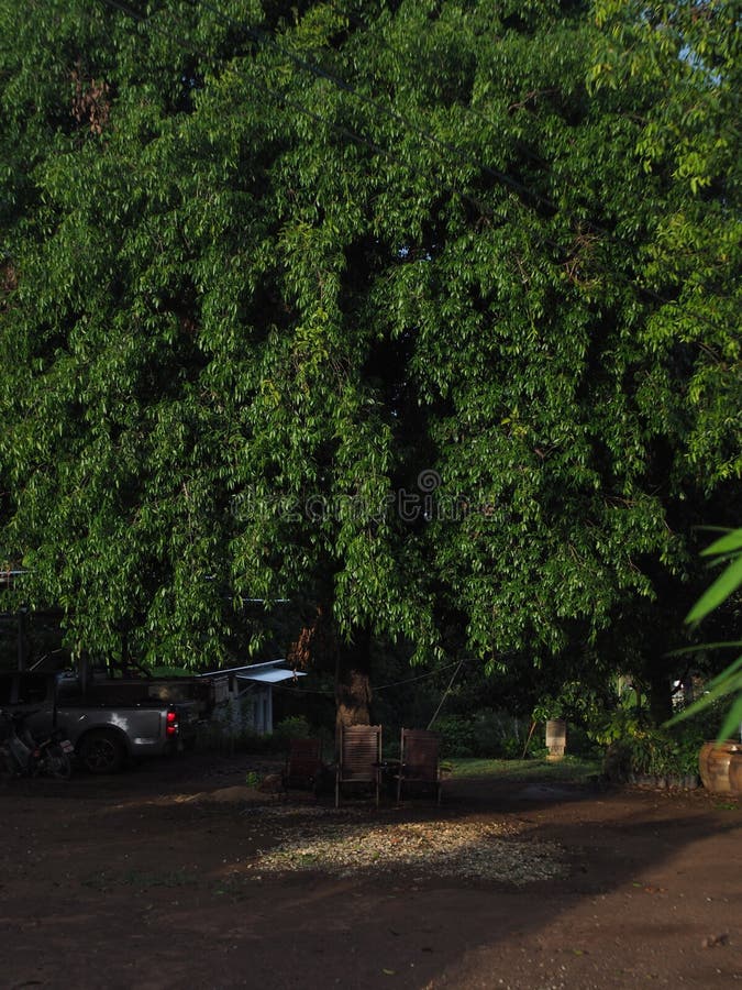 Two Wooden Rocking Chairs Under a Large Tree. Stock Image - Image of ...