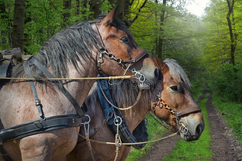 Two workhorsesin forest stock image. Image of horse - 147077683