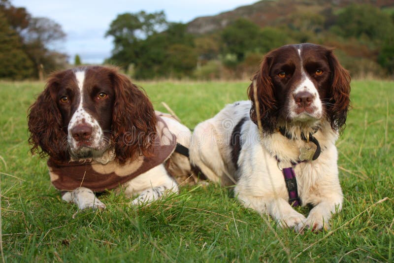 Two Working English Springer Spaniel Gundogs Stock Image - Image of ...