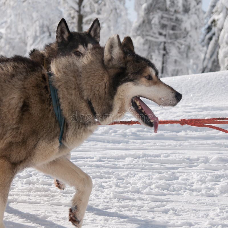 Two working siberian husky stock image. Image of pure - 26283229