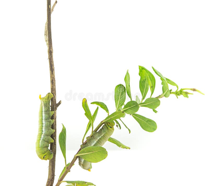 Two Worms on Branch on White Background Stock Photo - Image of macro ...