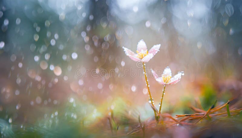 Two Woven Spring Flower in the Rain in a Forest in Spring Close-up with ...