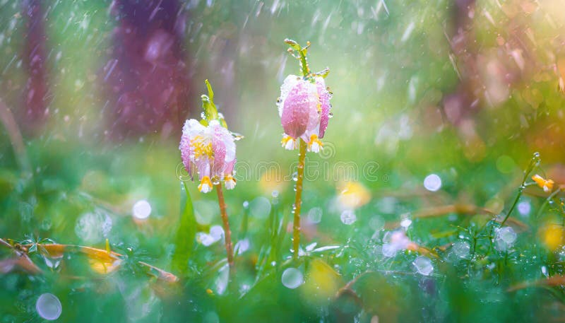 Two Woven Spring Flower in the Rain in a Forest in Spring Close-up with ...