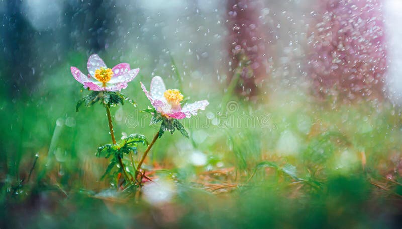 Two Woven Spring Flower in the Rain in a Forest in Spring Close-up with ...