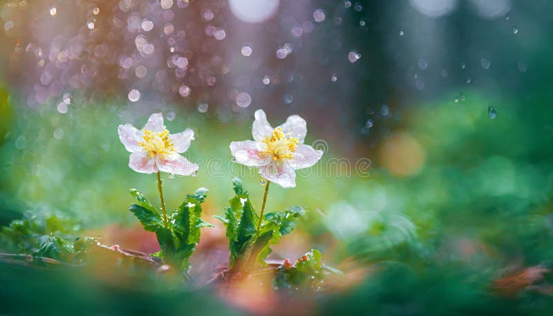 Two Woven Spring Flower in the Rain in a Forest in Spring Close-up with ...