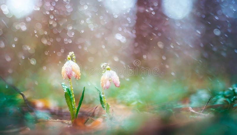 Two Woven Spring Flower in the Rain in a Forest in Spring Close-up with ...