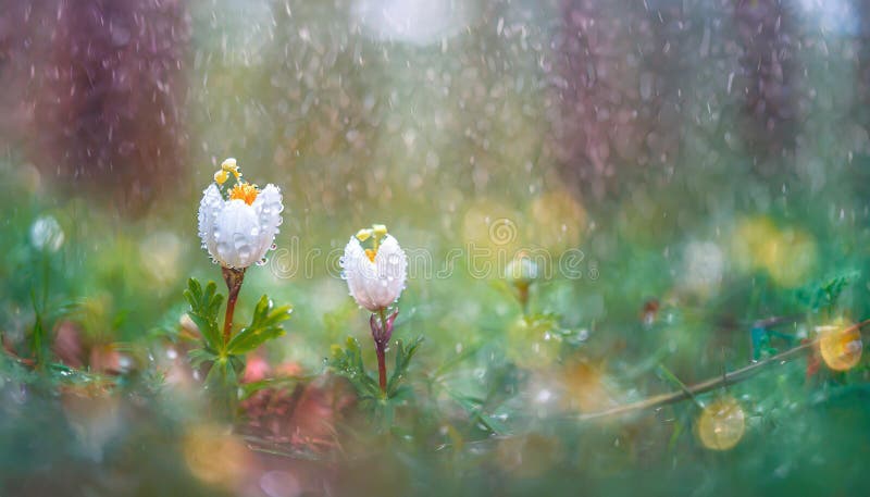 Two Woven Spring Flower in the Rain in a Forest in Spring Close-up with ...