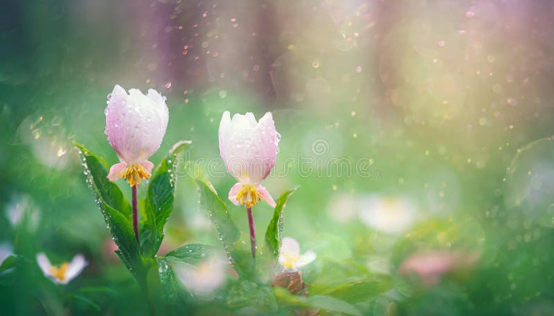 Two Woven Spring Flower in the Rain in a Forest in Spring Close-up with ...
