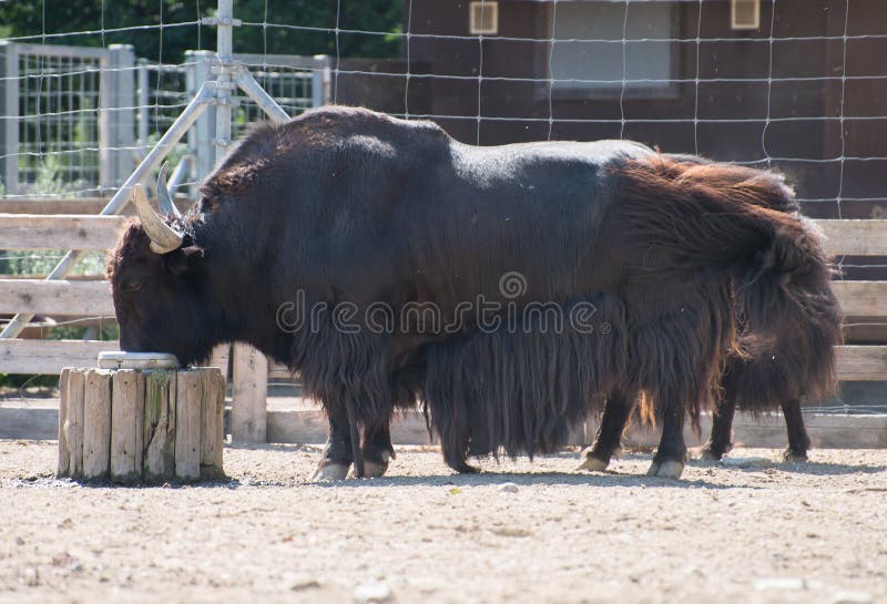 Two yaks. stock photo. Image of bull, wild, wildlife - 75133110