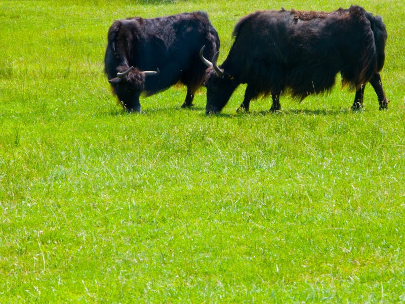 Two Yaks grazing in field stock photo. Image of feeding - 5489786