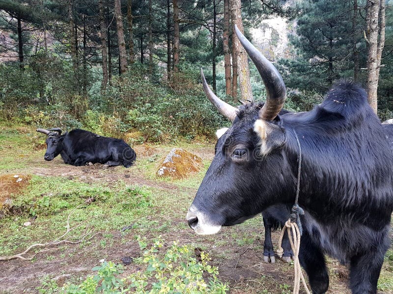 Two yaks take a rest stock image. Image of animals, horns - 104978095