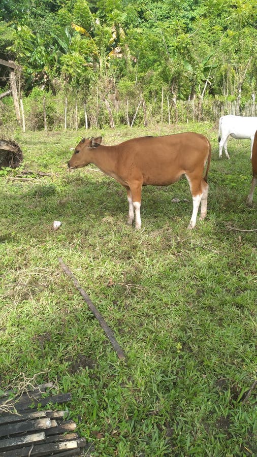 A two year old red cow stock photo. Image of bird, grass - 267296824