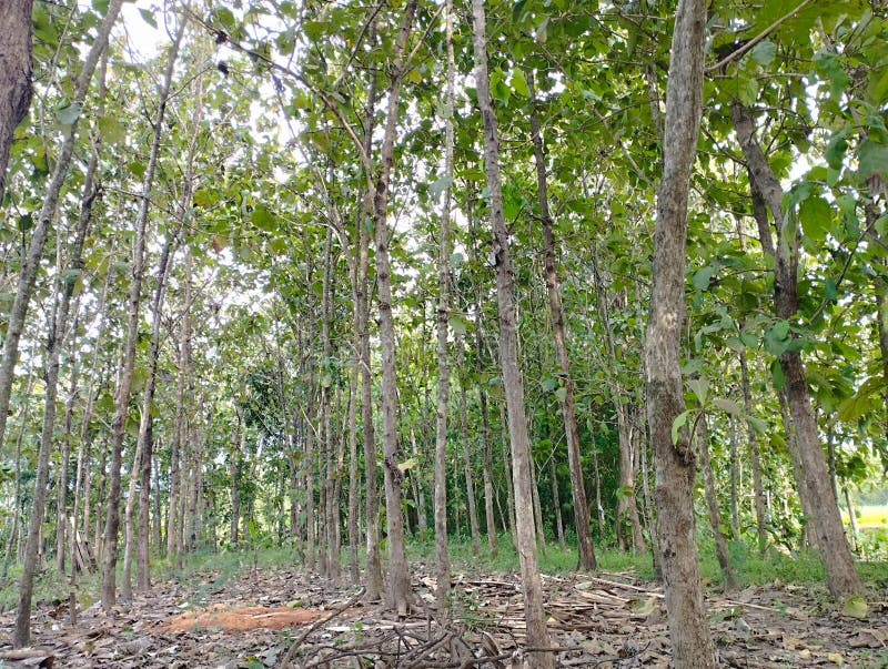 Two Year Old Teak Tree Plantation, Suitable for Hiking or Camping Stock ...